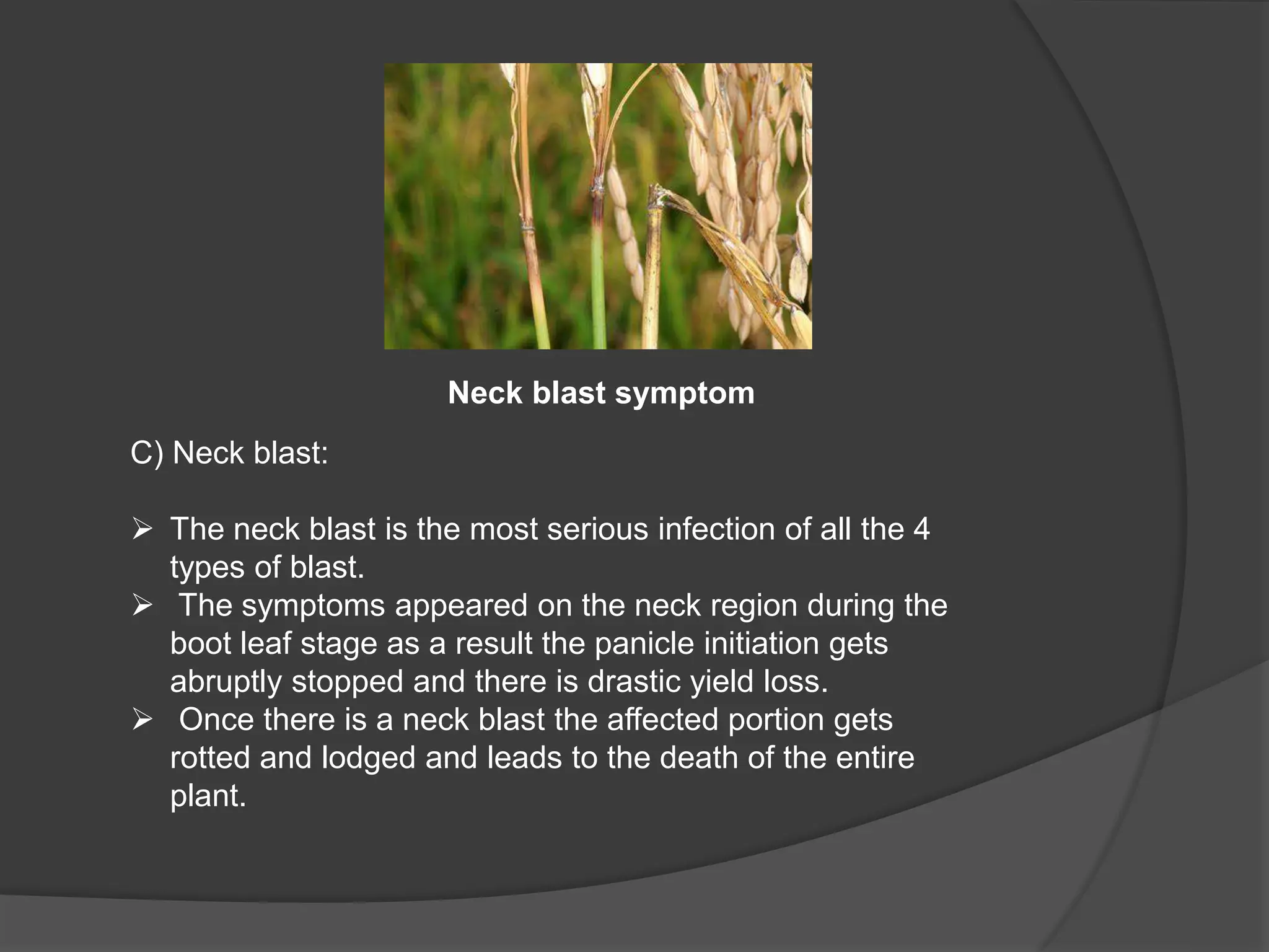 Rice blast and its integrated management.pptx