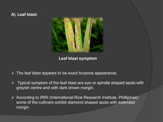 Rice blast and its integrated management.pptx