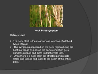 Rice blast and its integrated management.pptx