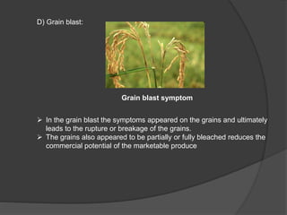 Rice blast and its integrated management.pptx