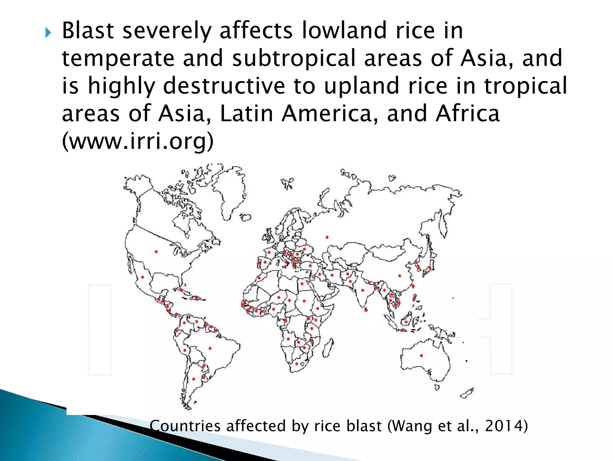 Rice blast disease | PPTX