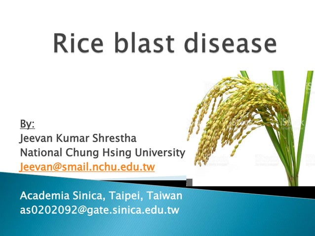 Rice blast disease | PPTX