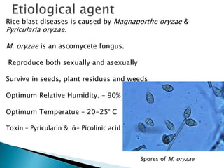 Rice blast disease | PPTX