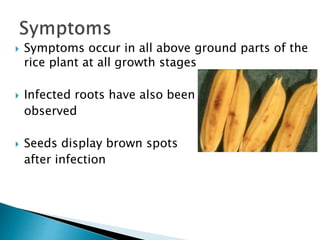 Rice blast disease | PPTX