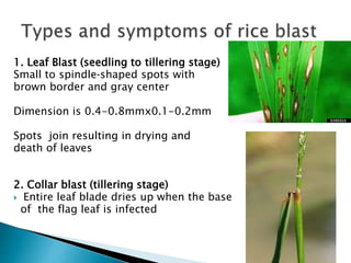 Rice blast disease | PPTX