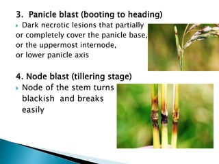Rice blast disease | PPTX