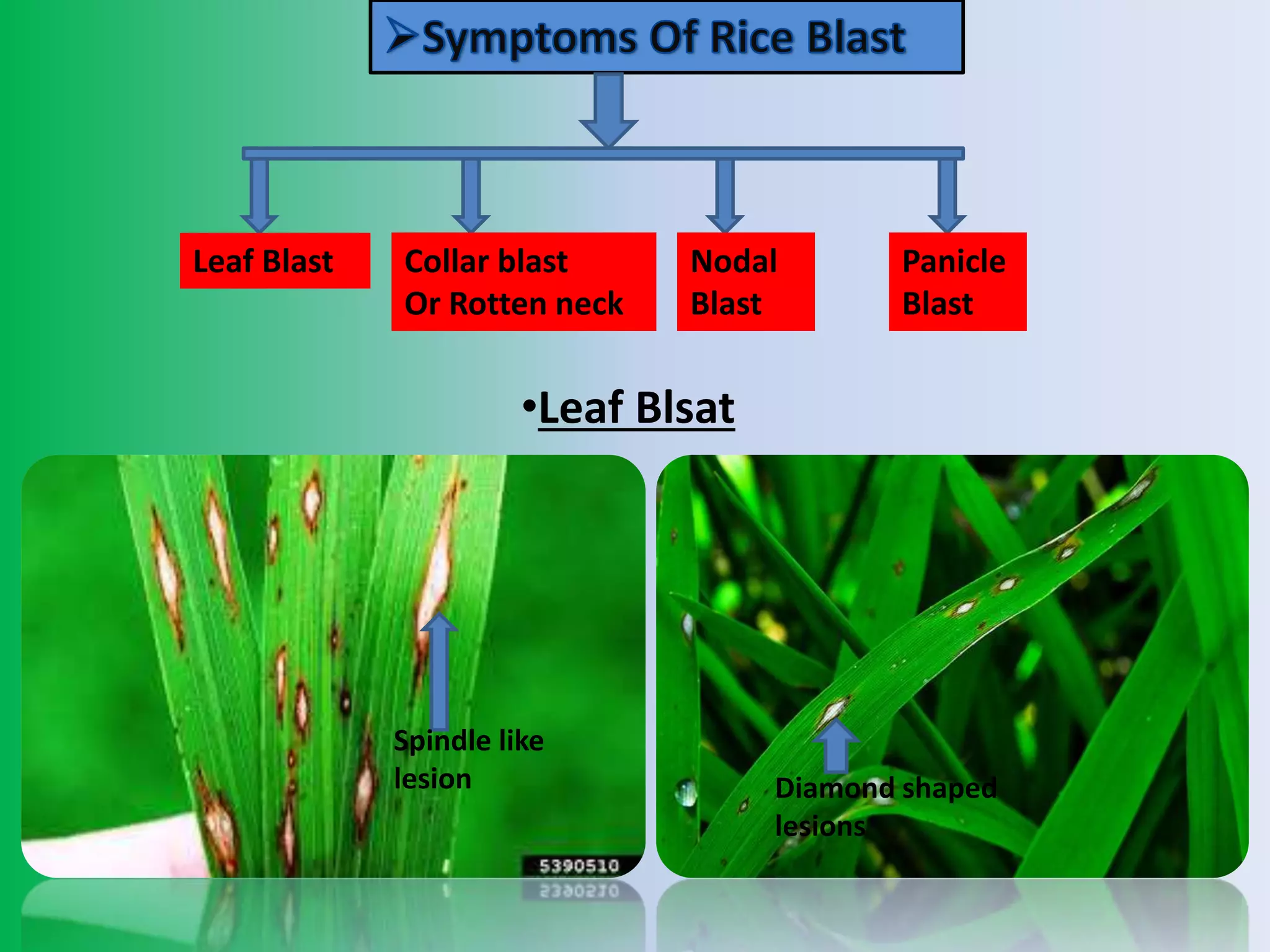 Rice Blast | PPTX