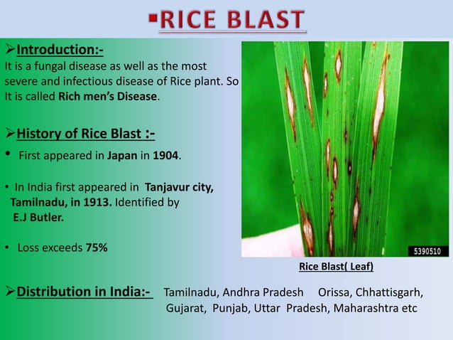 Rice Blast | PPTX