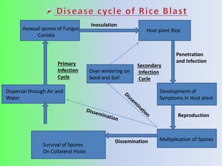 Rice Blast | PPTX