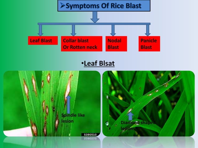 Rice Blast | PPTX