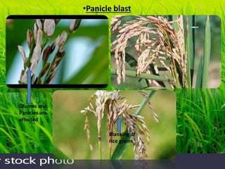 Rice Blast | PPTX