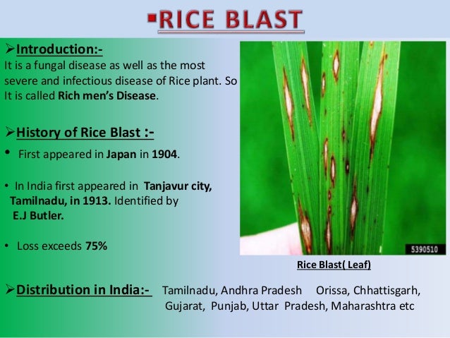 Rice Blast