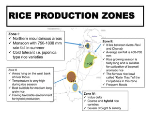 Rice Breeding in pakistan | PDF
