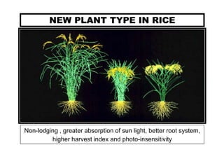 Rice Breeding in pakistan | PDF