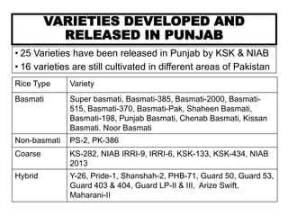 Rice Breeding in pakistan | PDF
