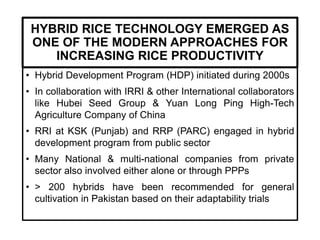Rice Breeding in pakistan | PDF