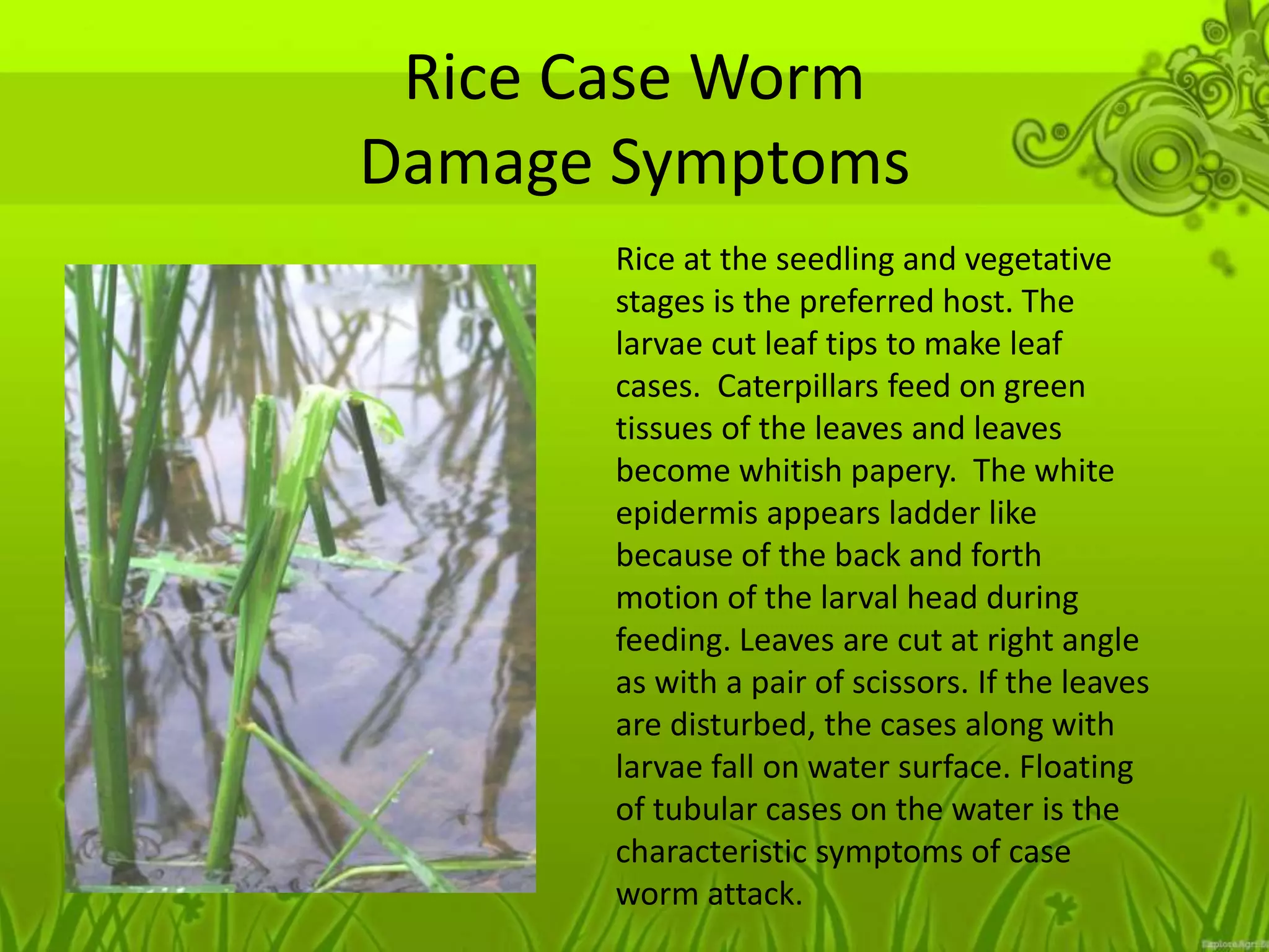Rice case worm | PPTX