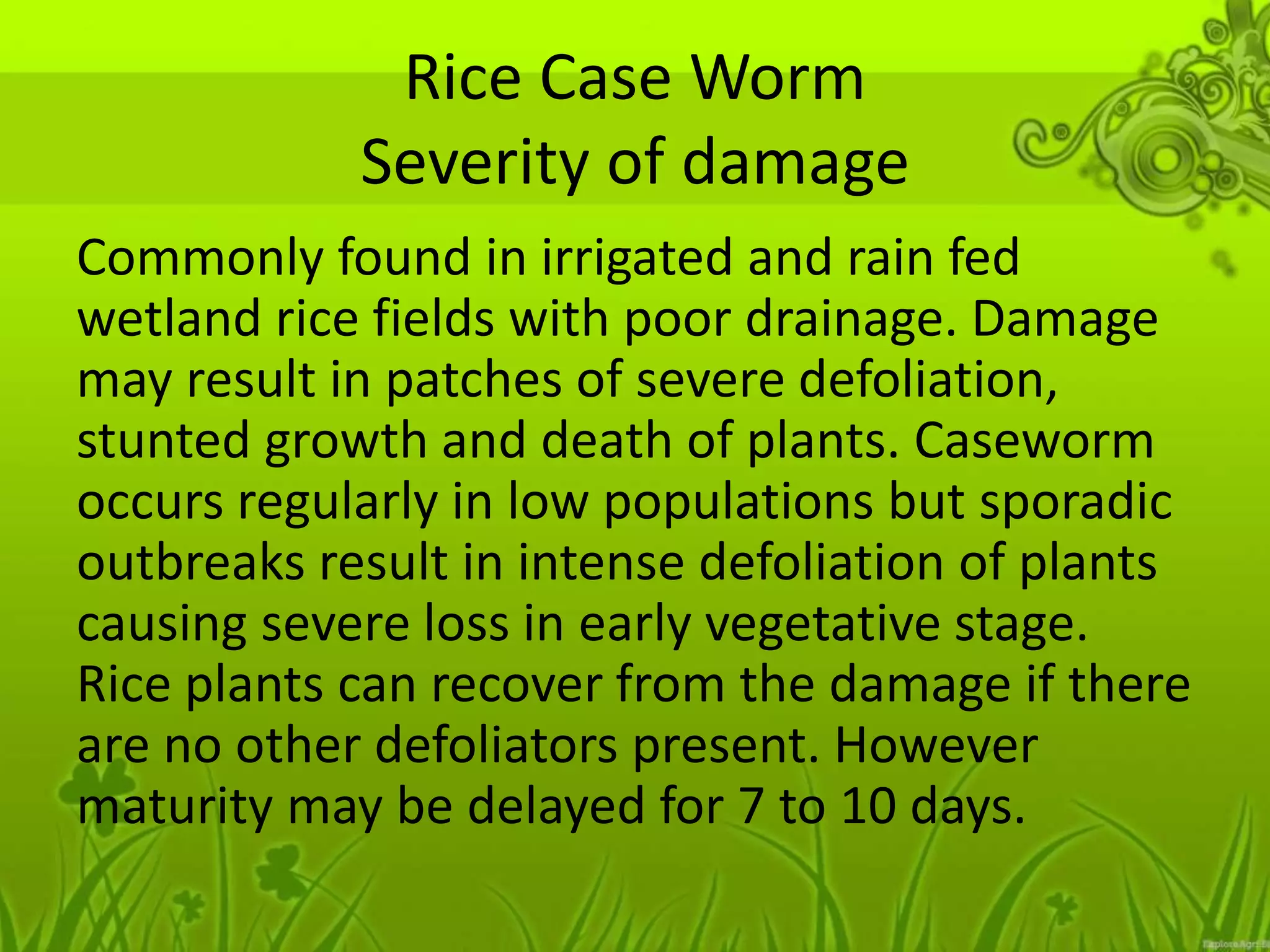 Rice case worm | PPTX
