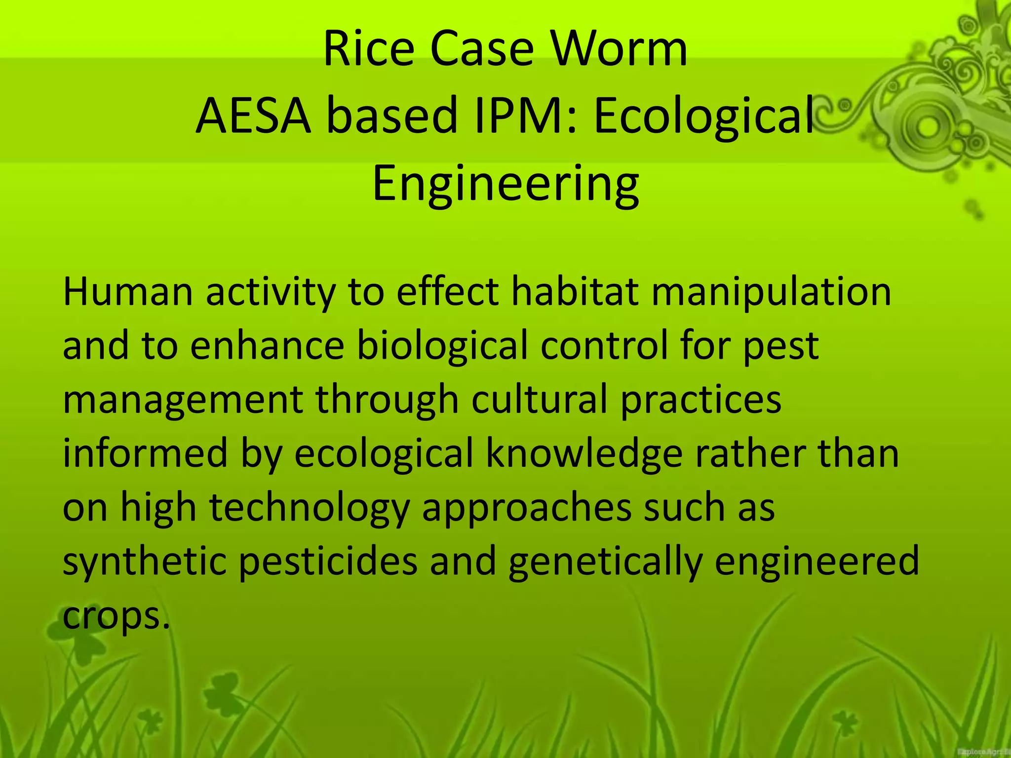 Rice case worm | PPTX
