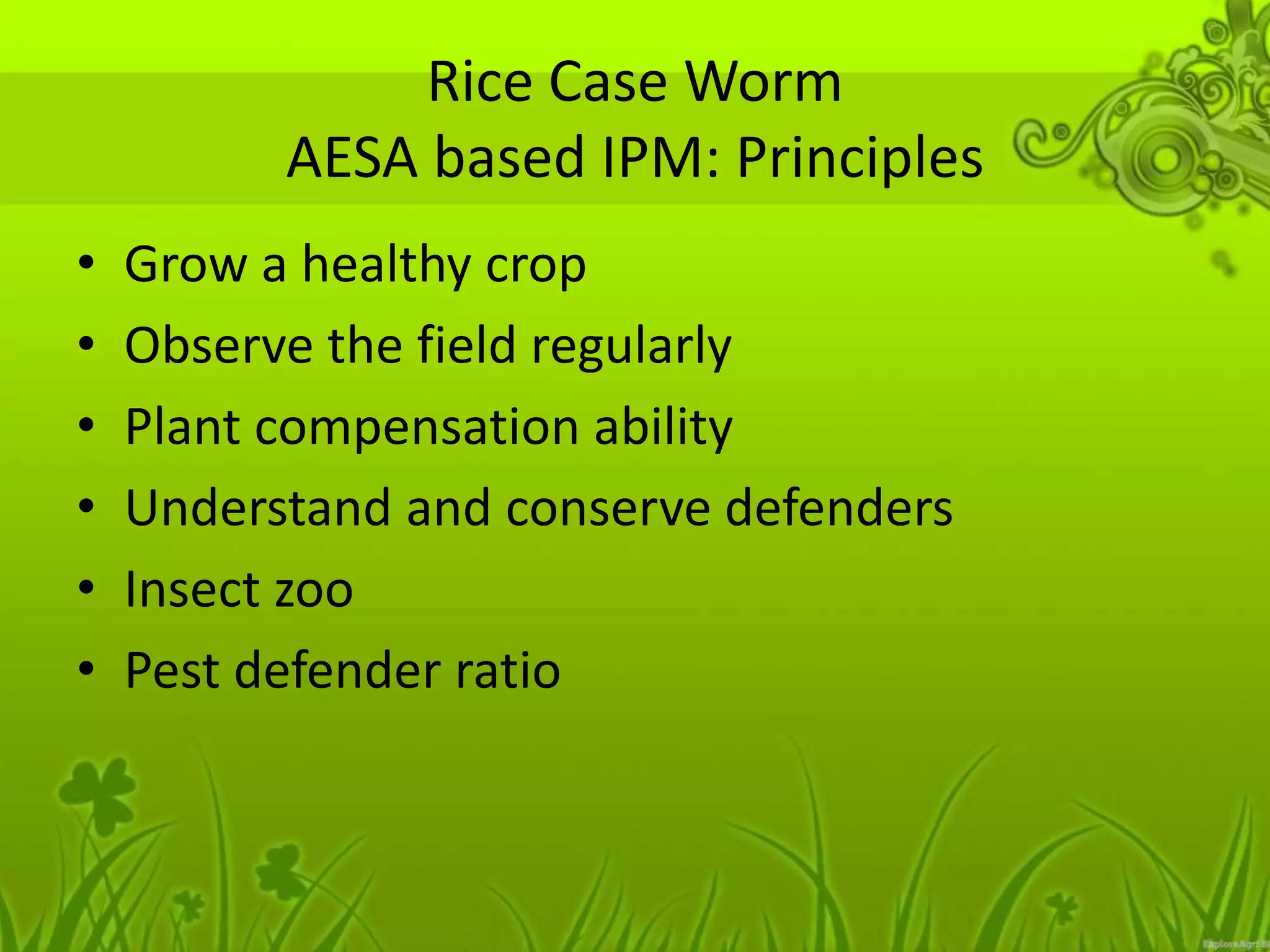 Rice case worm | PPTX