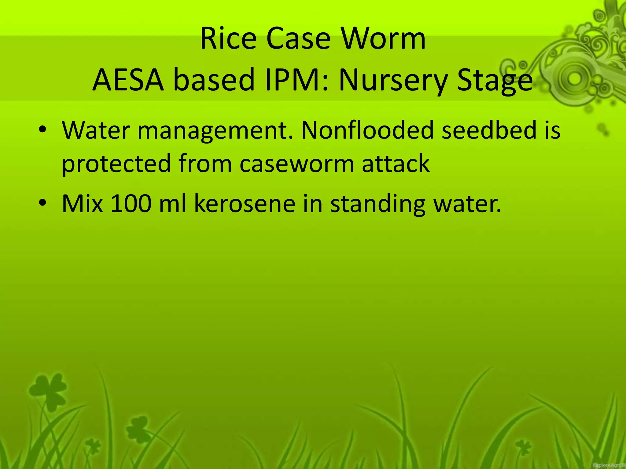 Rice case worm | PPTX