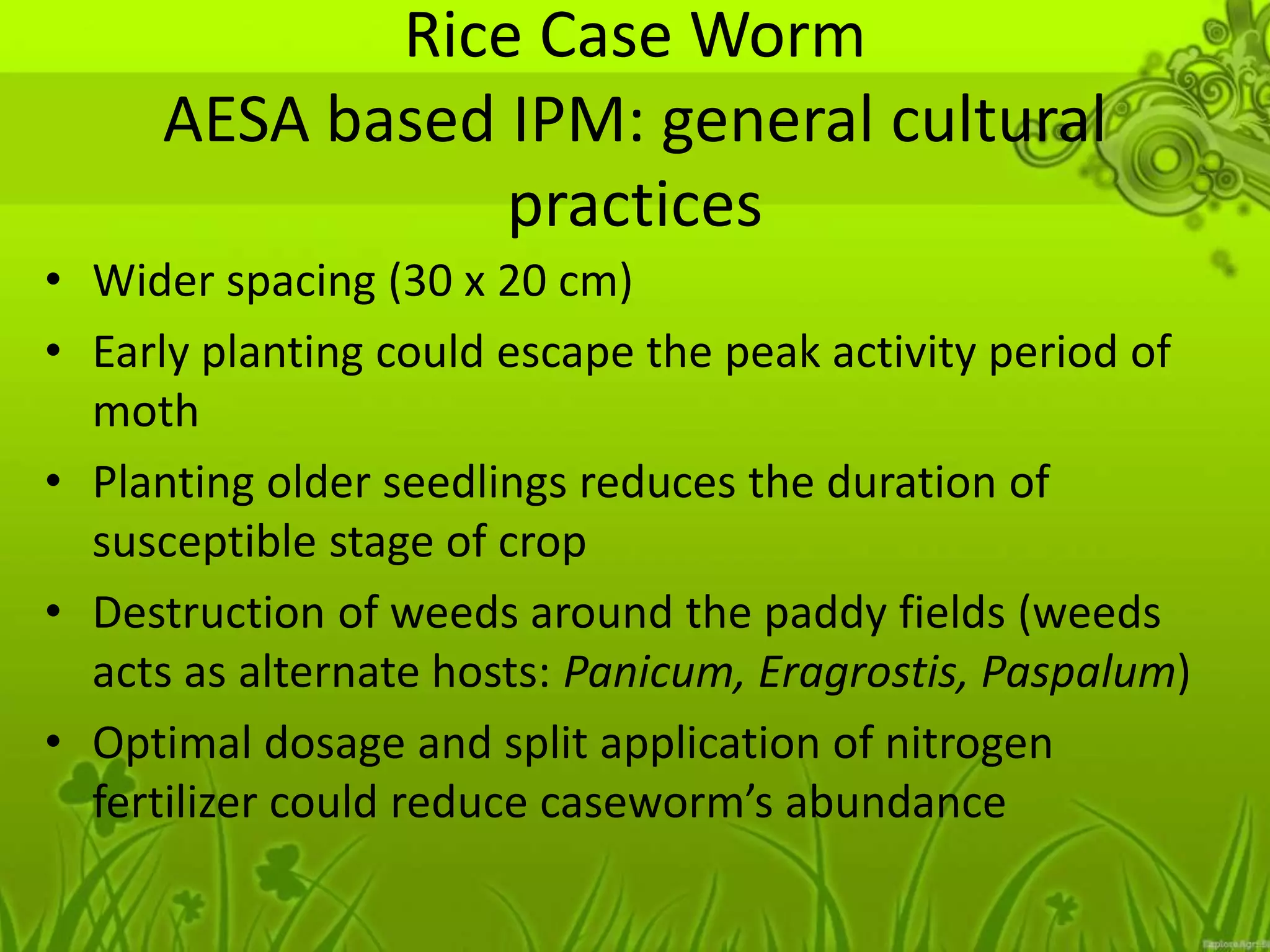 Rice case worm | PPTX