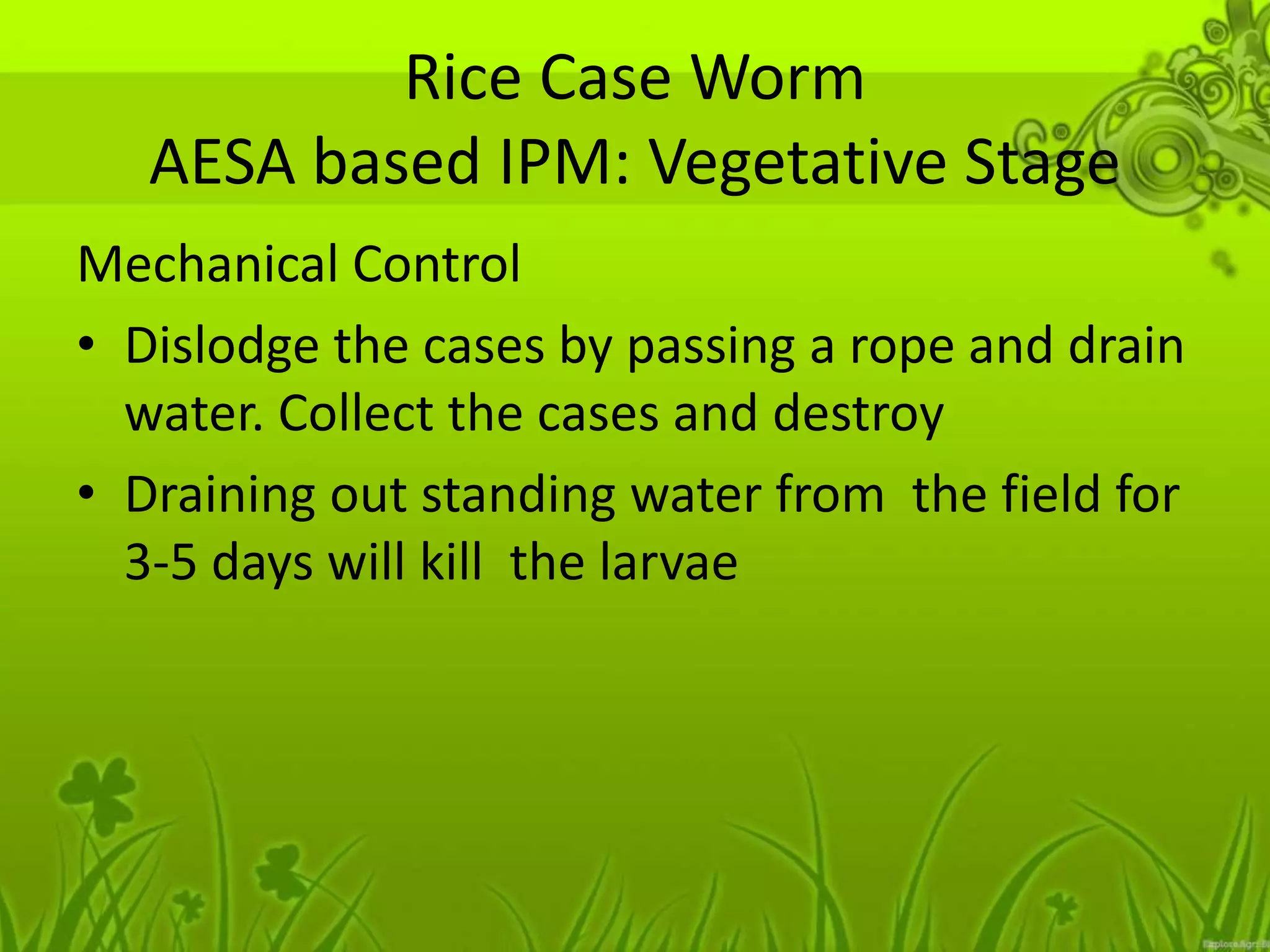 Rice case worm | PPTX