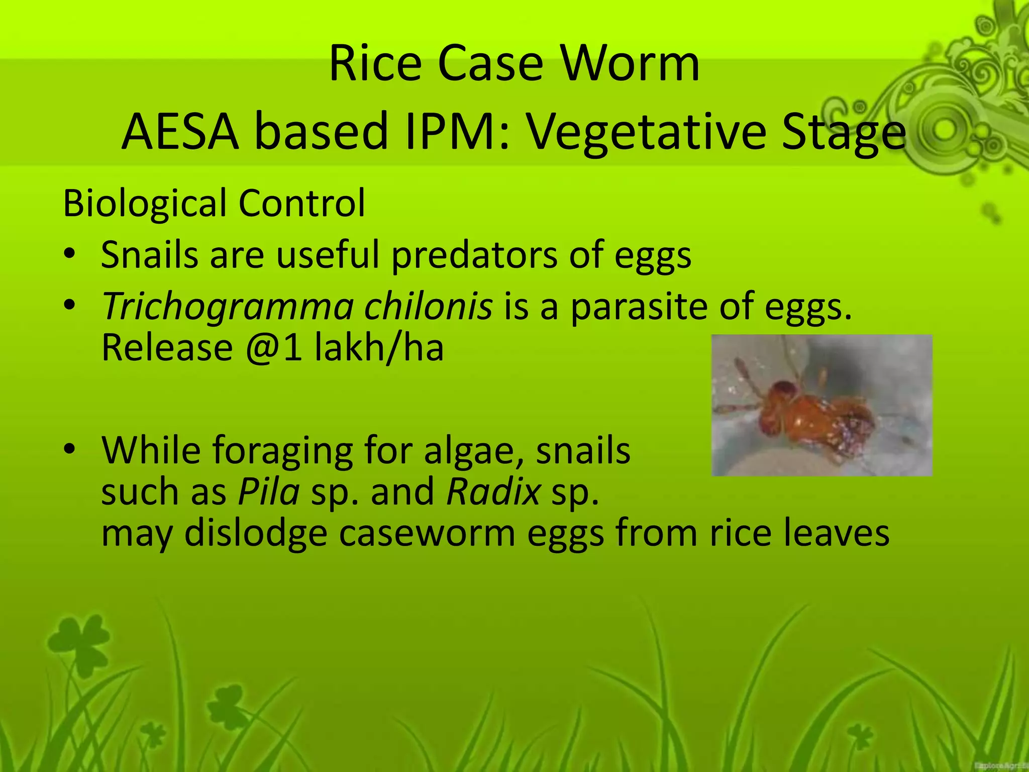 Rice case worm | PPTX