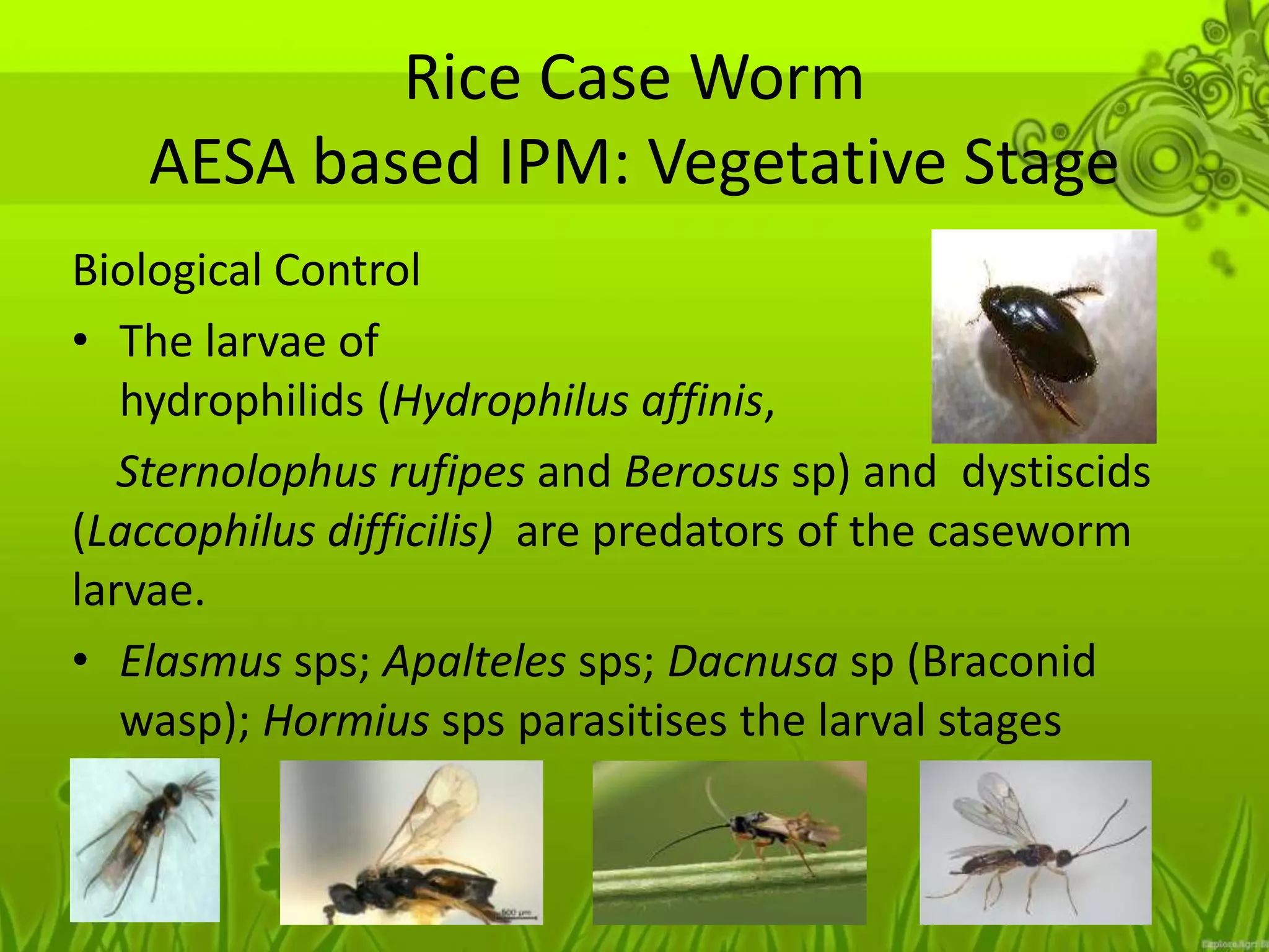Rice case worm | PPTX
