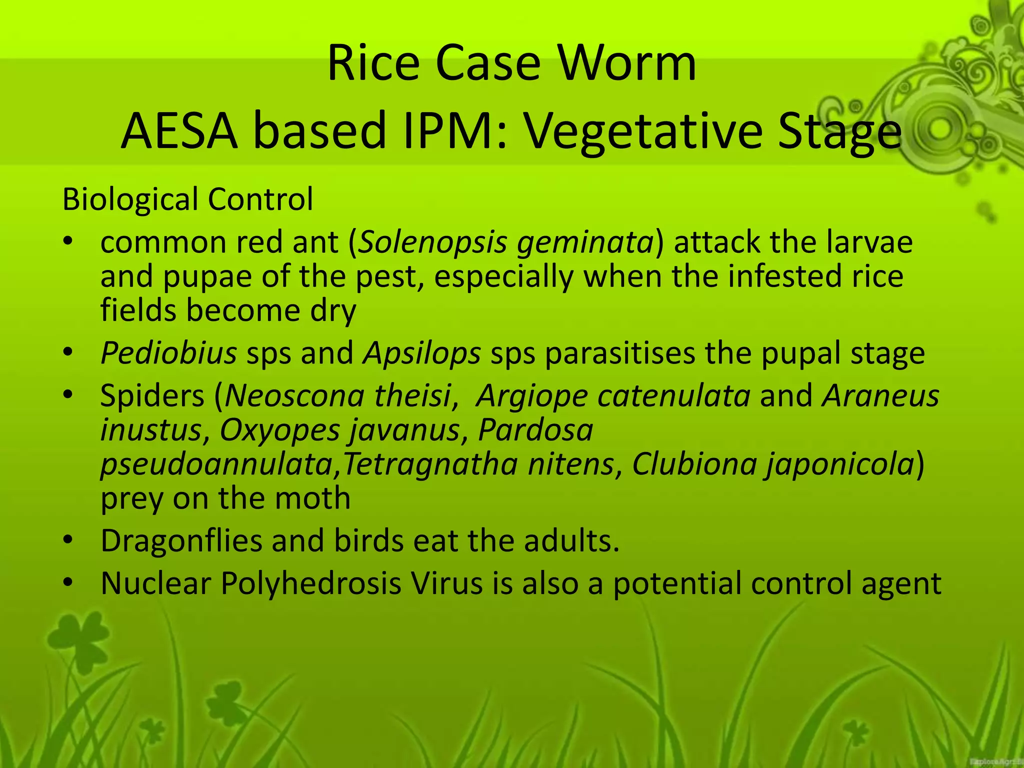Rice case worm | PPTX