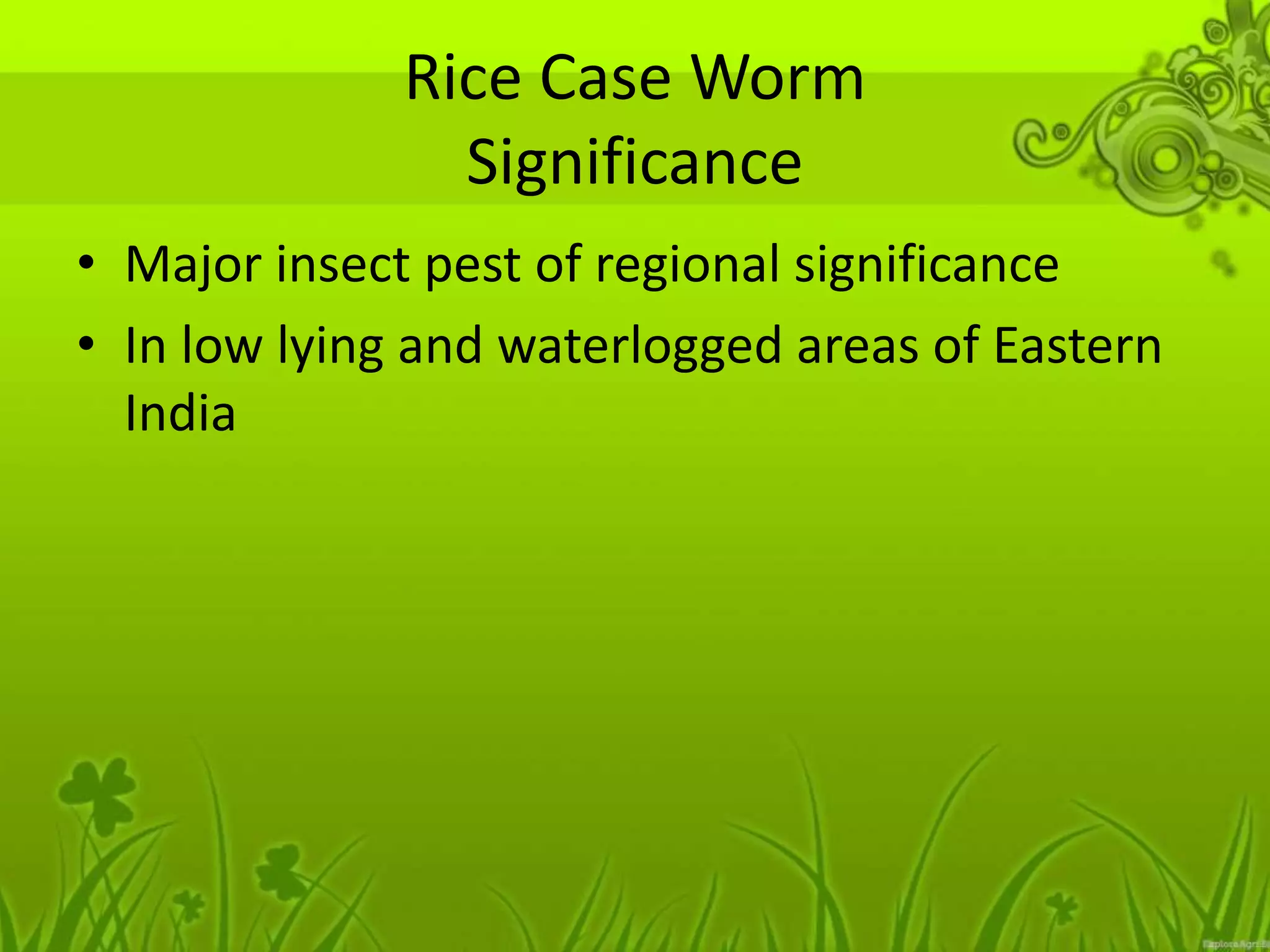 Rice case worm | PPTX