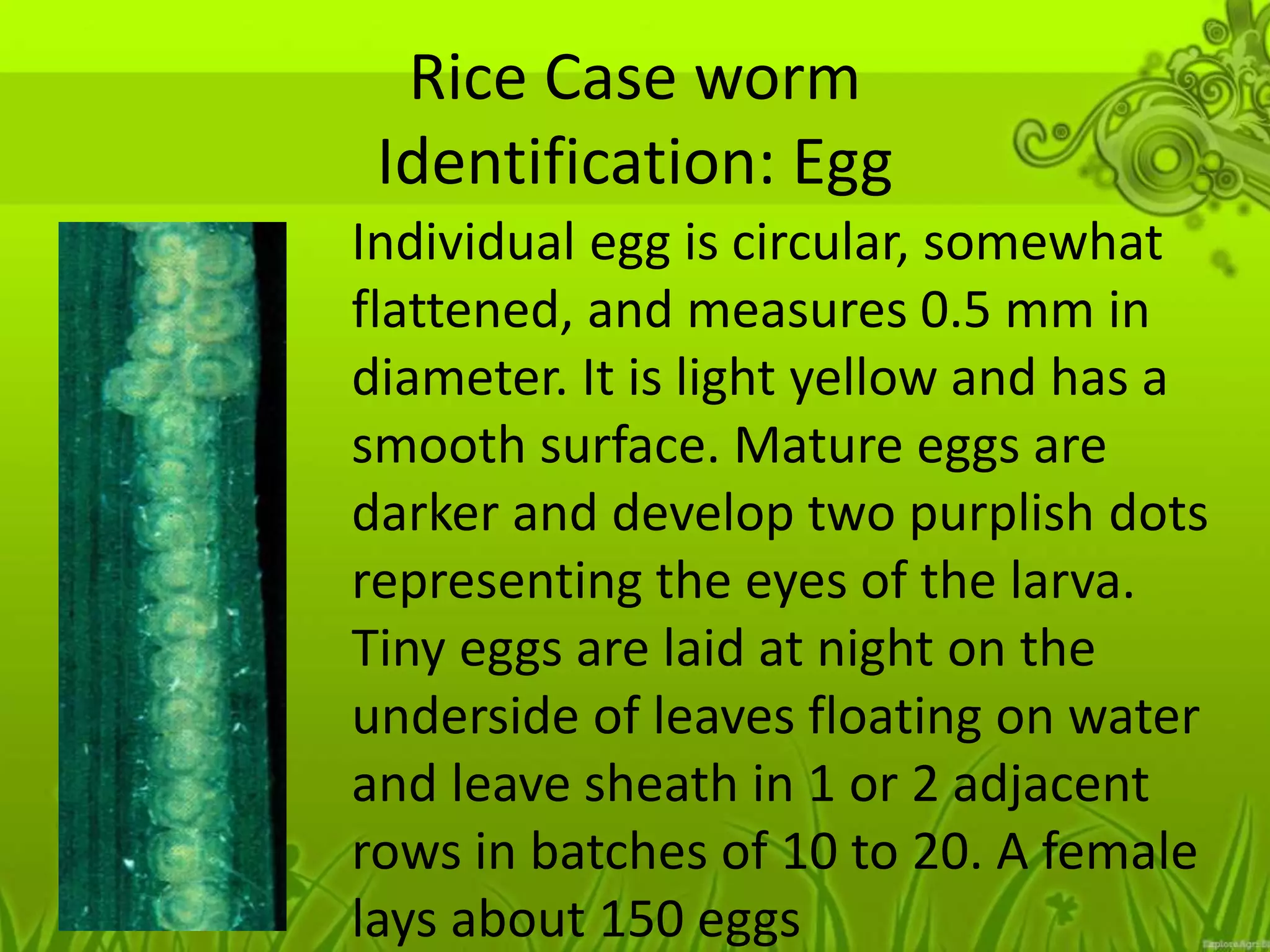 Rice case worm | PPTX