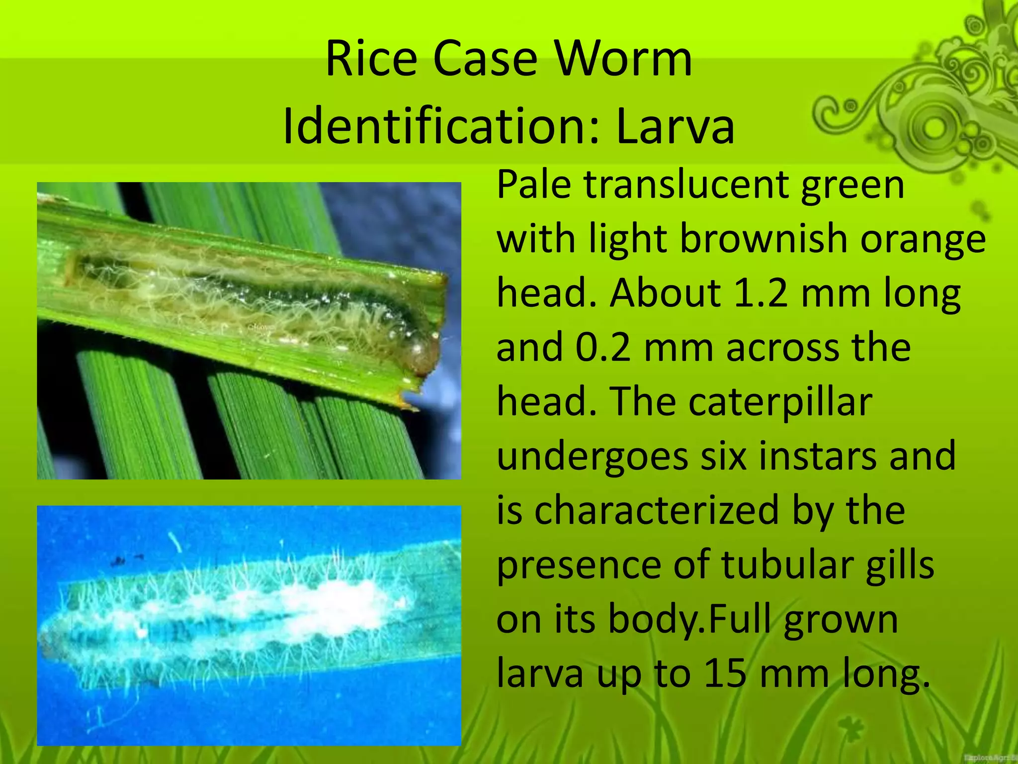 Rice case worm | PPTX