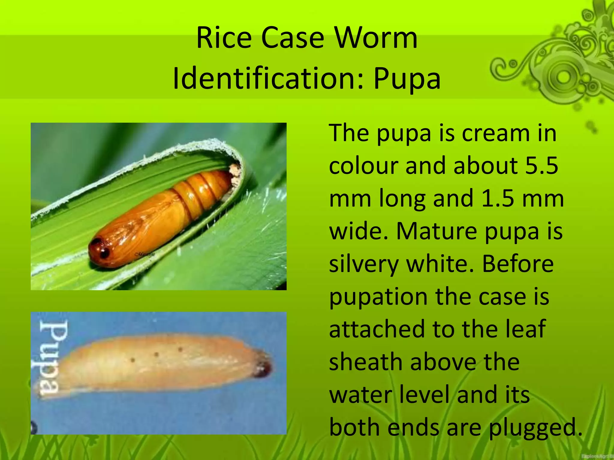 Rice case worm | PPTX | Agriculture | Industries