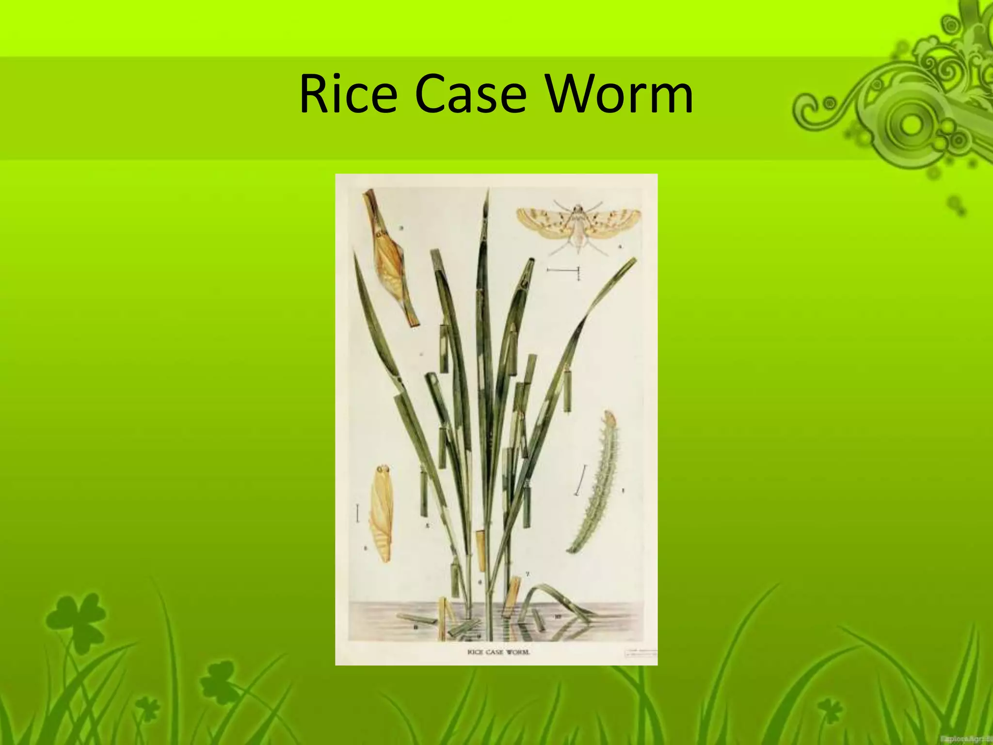 Rice case worm | PPTX