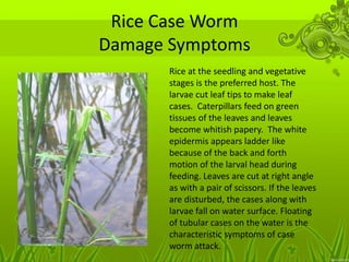 Rice case worm | PPTX