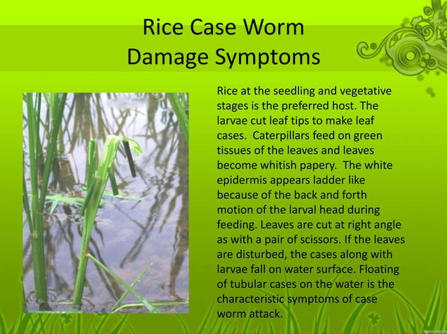 Rice case worm | PPTX | Agriculture | Industries
