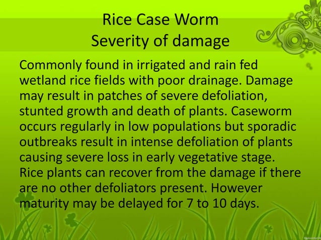 Rice case worm | PPTX | Agriculture | Industries