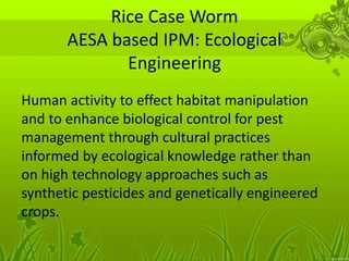 Rice case worm | PPTX