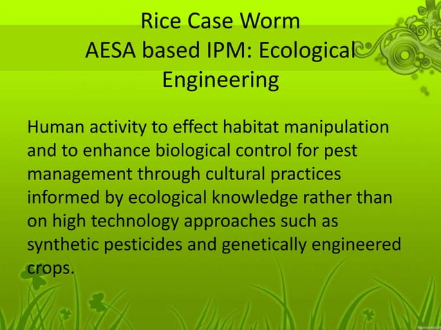 Rice case worm | PPTX | Agriculture | Industries