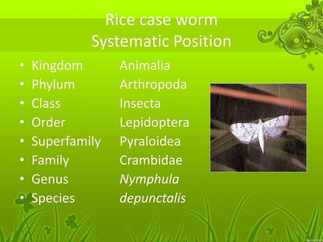 Rice case worm | PPTX | Agriculture | Industries