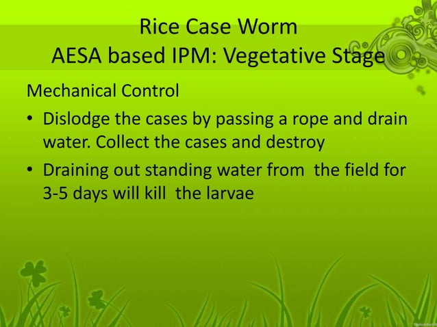 Rice case worm | PPTX | Agriculture | Industries