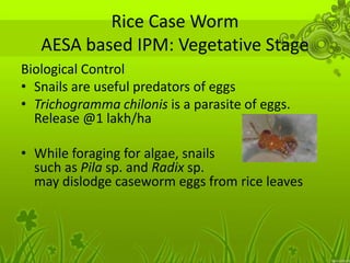 Rice case worm | PPTX