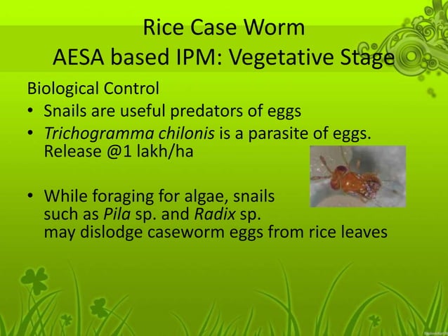 Rice case worm | PPTX | Agriculture | Industries