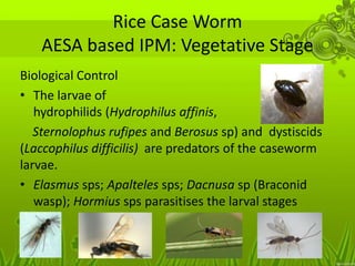 Rice case worm | PPTX