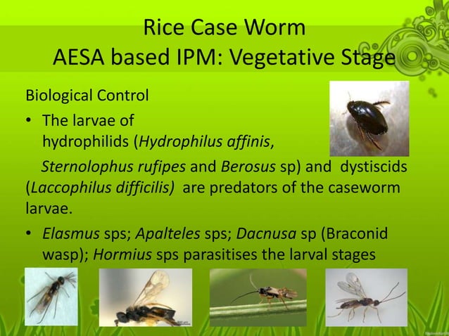 Rice case worm | PPTX | Agriculture | Industries