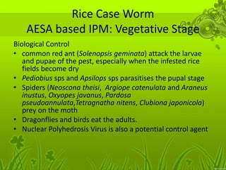 Rice case worm | PPTX