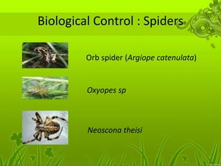 Rice case worm | PPTX