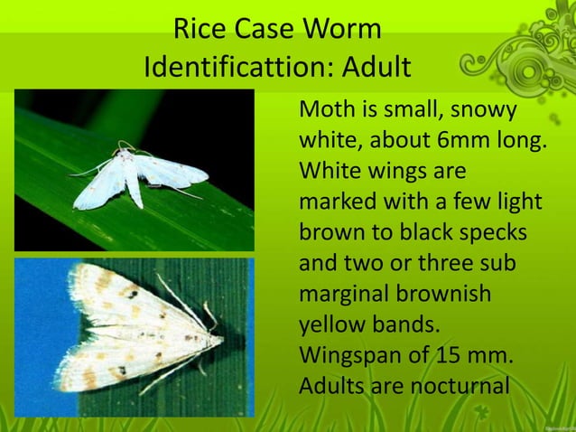 Rice case worm | PPTX | Agriculture | Industries