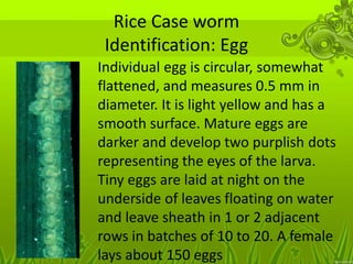 Rice case worm | PPTX